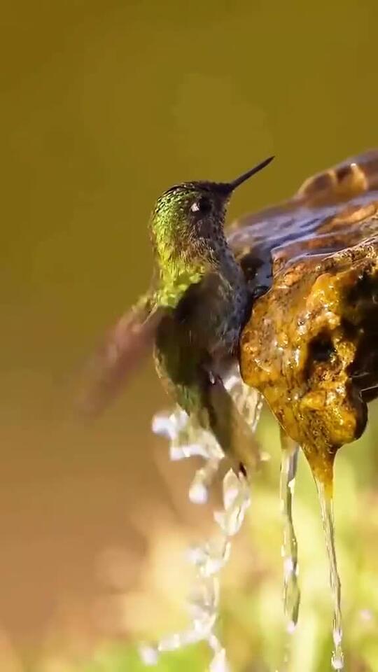 The hummingbird is one of nature's most fantastic and beautiful birds ...