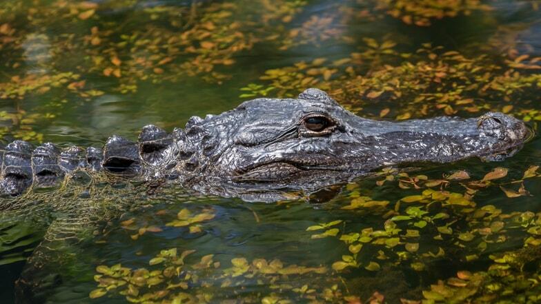 Alligator chasing fisherman sparks summer-long fishing ban in South ...