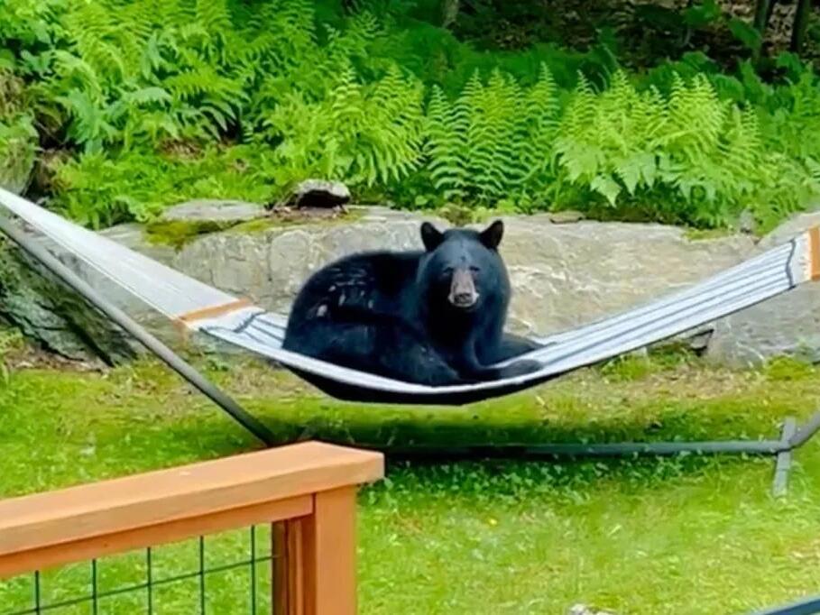 After Vermont bear video goes viral, officials warn that such ...