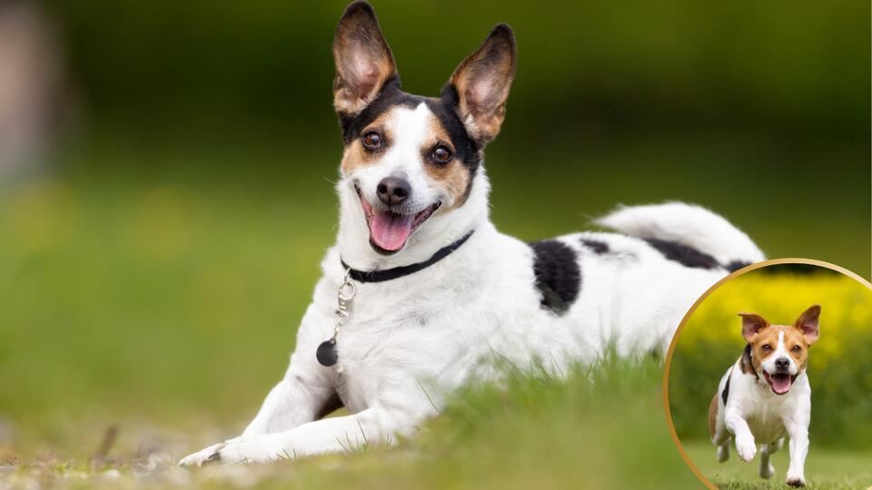 15 Interesting Facts About the AKC’s Newest Recognized Dog Breed, The ...