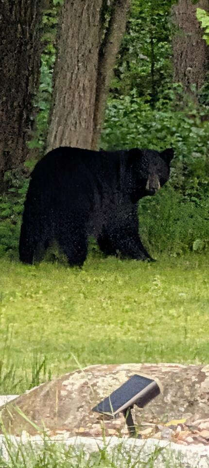 Bear sightings reported in Cronomer Valley area - NewsBreak