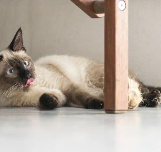 10 Animals with Down Syndrome - NewsBreak