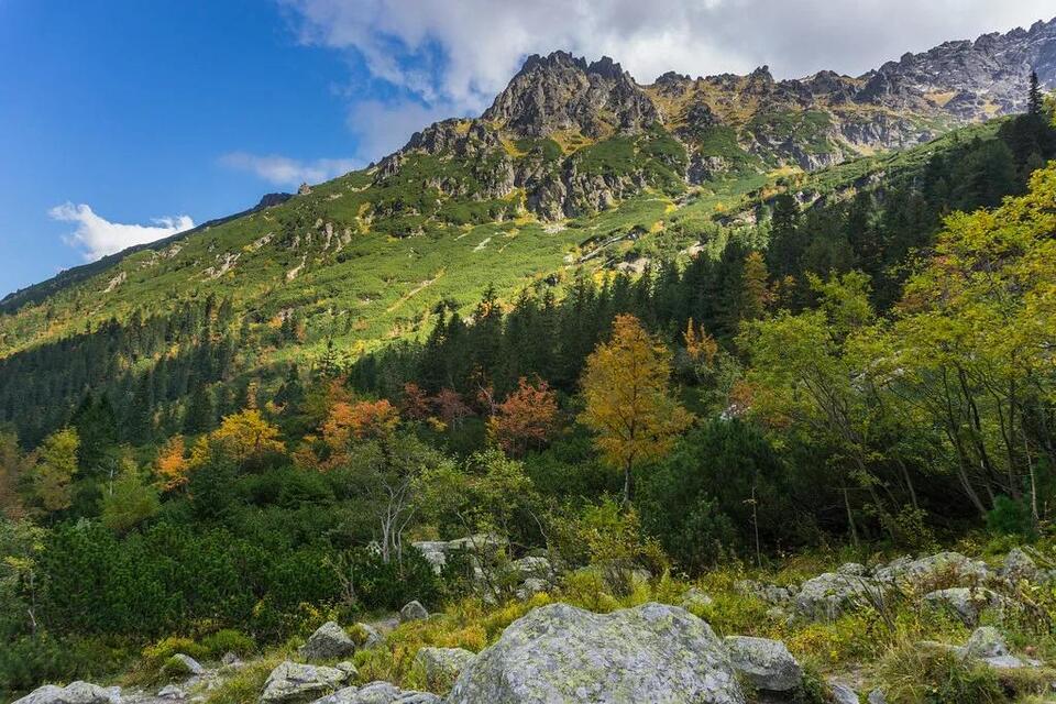 15 Key Species That Are Essential for Maintaining Healthy Ecosystems ...