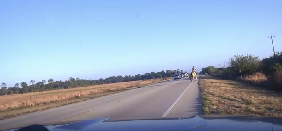 Cowboy Lassoes ‘Rogue Cow’ On Florida Road - NewsBreak