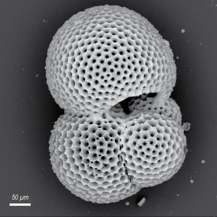 Fossilized plankton study gives long-term hope for oxygen depleted ...