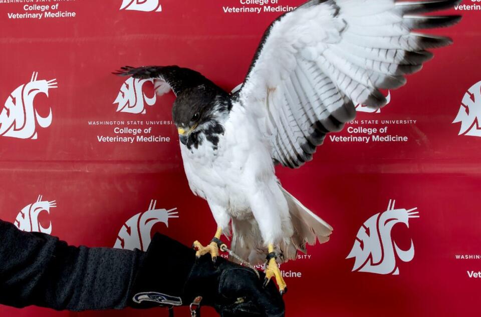 As Seahawks Take the Field, WSU Helps Real “Seahawks” Fly Again - NewsBreak