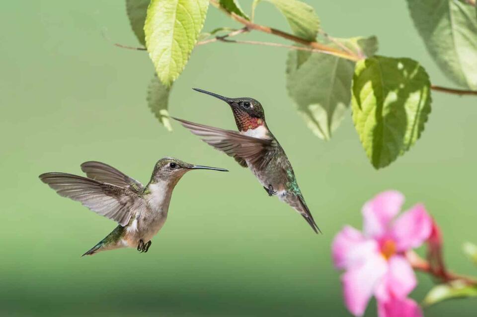 Discover When Hummingbirds Are Set to Flee Connecticut (and Where They ...