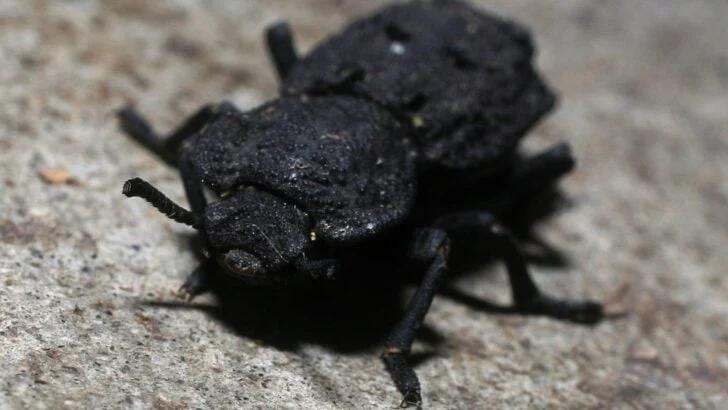 This Creature Has the Strongest Natural Armor Ever Recorded - NewsBreak