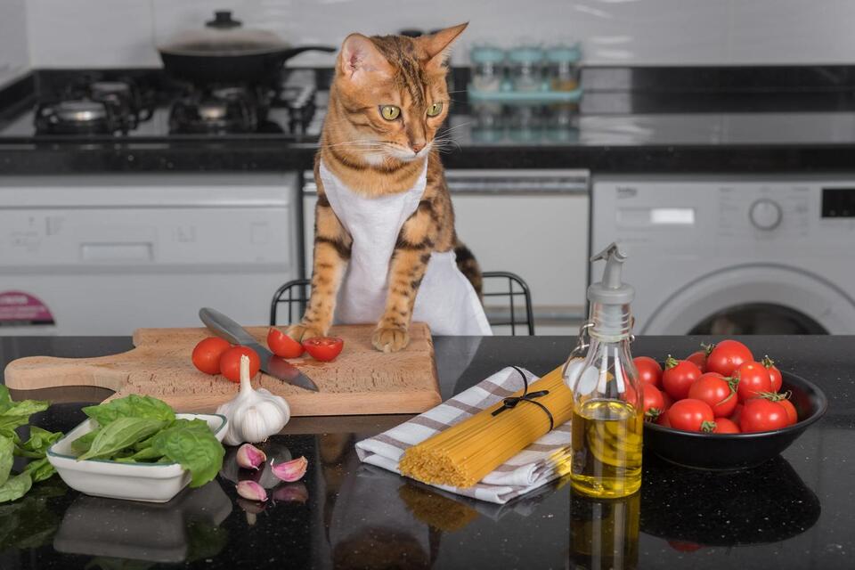 Cat Hair Cuisine! Funniest Office Potluck Tweets, Viral Videos & More ...