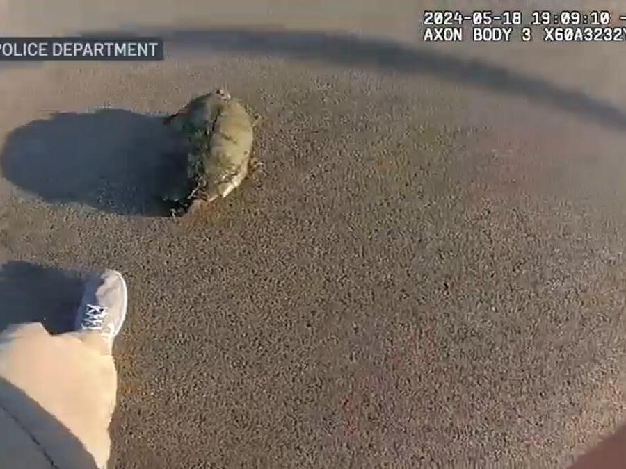 Body camera video shows Joliet police officer help snapping turtle ...
