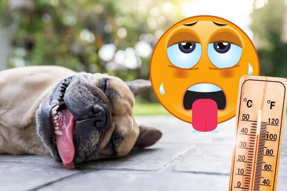 Beat the Heat in Louisiana: 10 Tips for Keeping Your Cool - NewsBreak