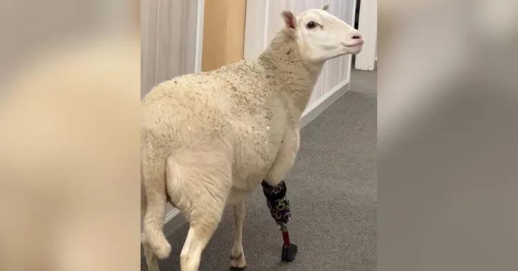 Rescued Sheep Gets New Prosthetic Leg & Second Chance At Life! - NewsBreak