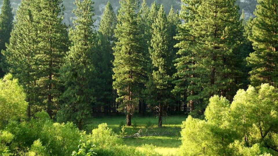 The Secret Life of Trees: They Share Resources and Warn of Danger ...