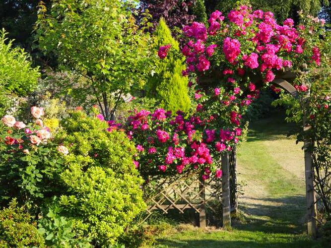 11 Fast-Growing Climbing Roses to Add Color to Pergolas, Trellises, and ...
