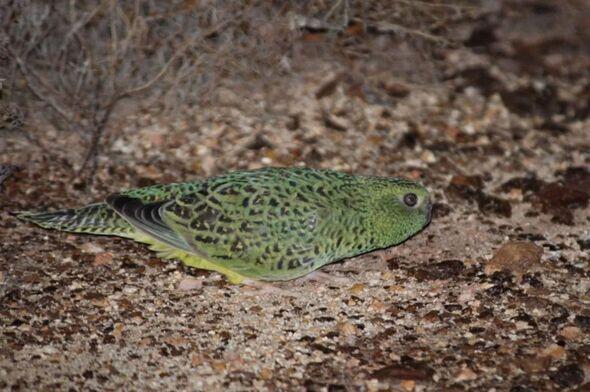 Rare bird considered extinct after not being seen for 100 years is ...