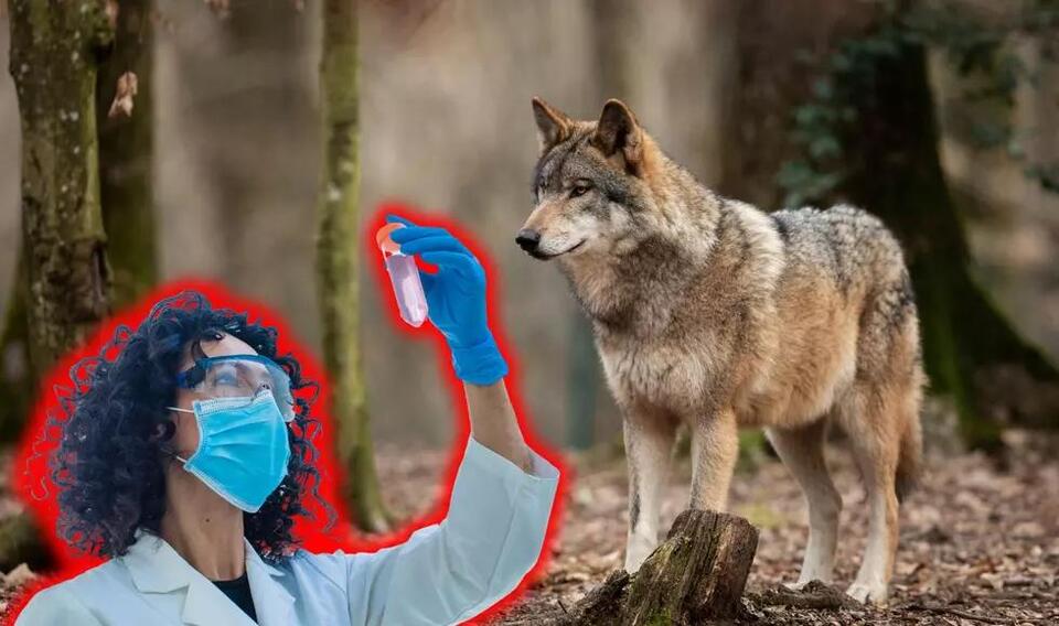 Now That Dire Wolfs Are Back, Michigan Professor Is Helping To Save The Red Wolf - NewsBreak