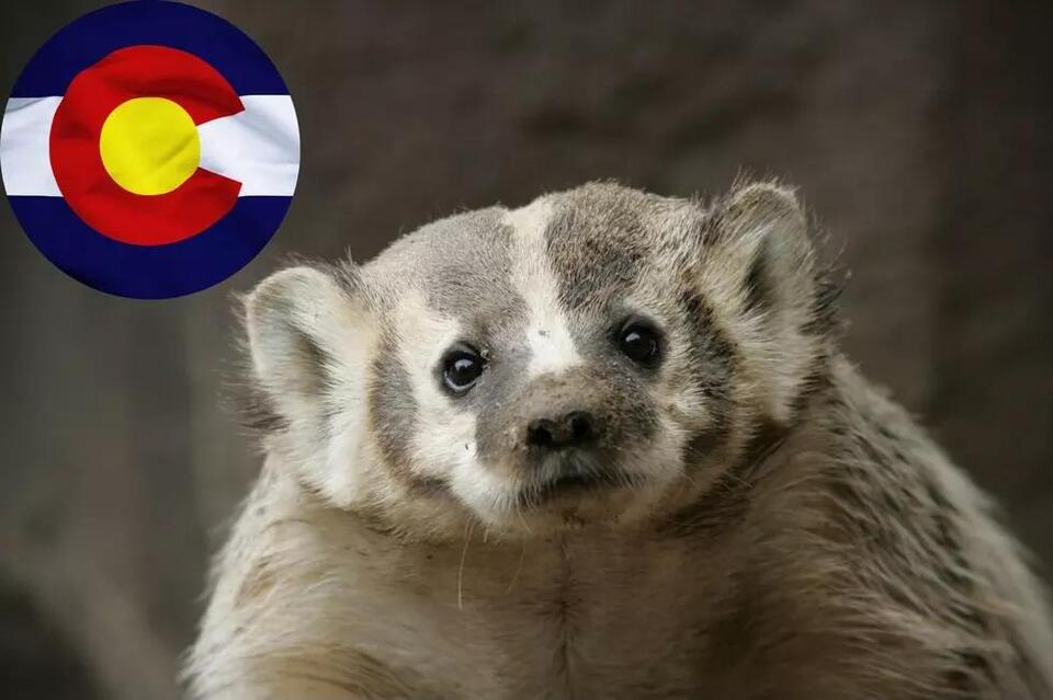 Colorado is Home to Three Types of American Badgers - NewsBreak