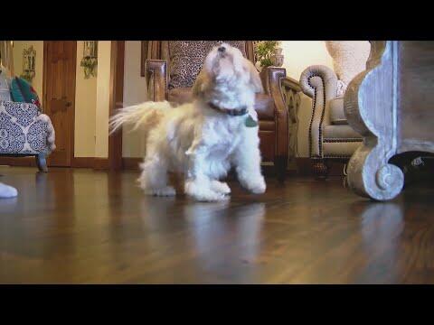 Yappy Dog Attacked By Coyotes Mid-Dump Gets Rescued By Fearless House ...