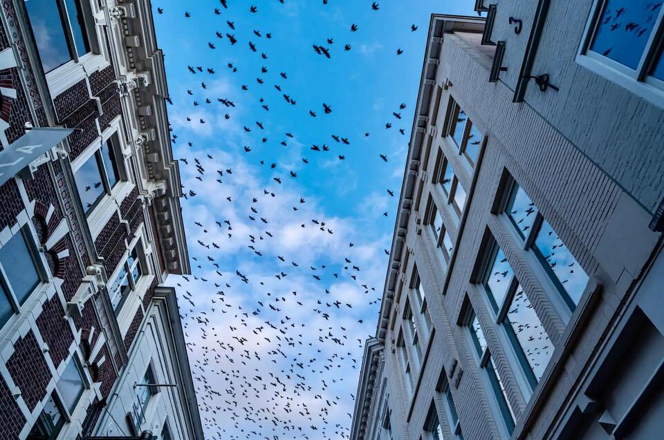 Experts issue warning after unusual flock of birds is spotted where it ...