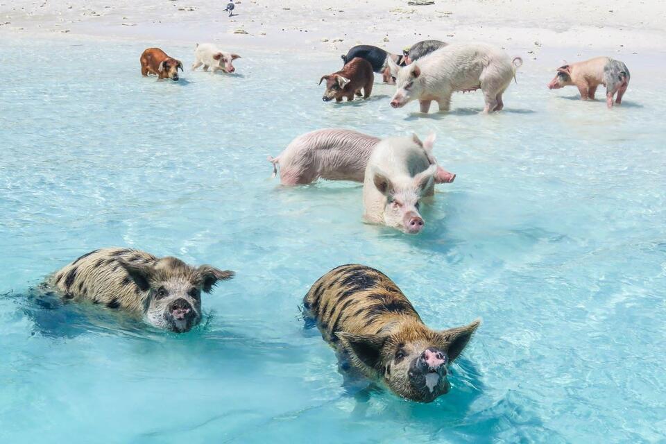 35 Facts About Pig Beach - NewsBreak