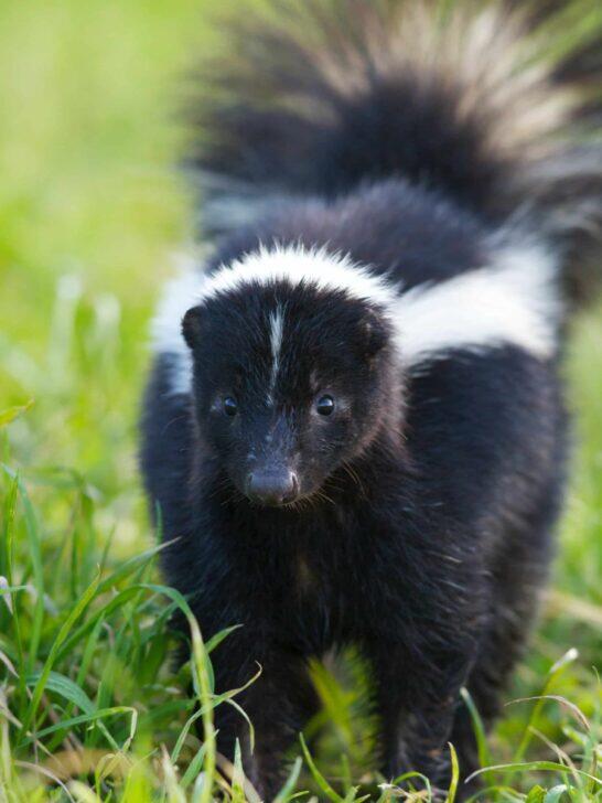 What Do Skunks Eat? - NewsBreak