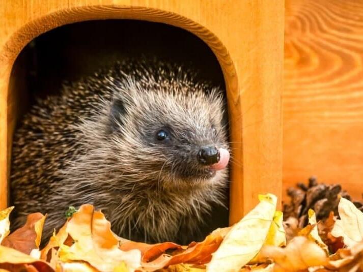 The Top 10 Illegal Pets to Own in the United States in 2024