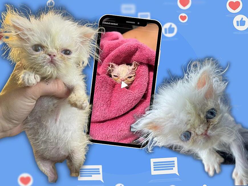 Meet Wisp, the Teeny-Tiny Rescue Kitten We Can’t Get Enough Of (VIDEO)