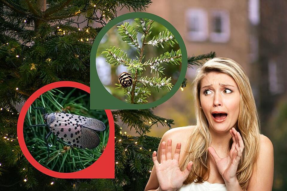 Could Invasive Insects Be Lurking in Christmas Trees Across Michigan ...