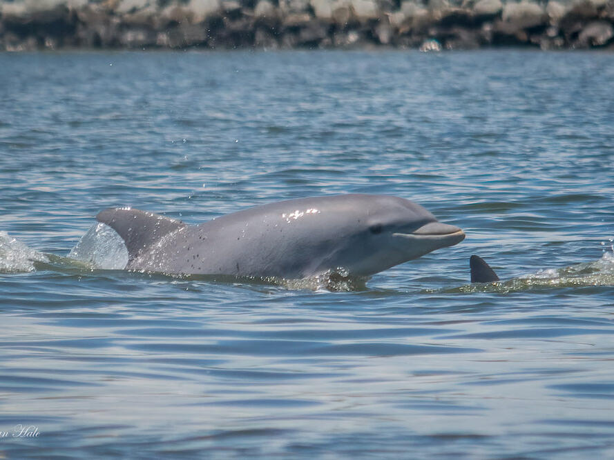 Report dolphin sightings with Chesapeake Dolphin Watch and help ...