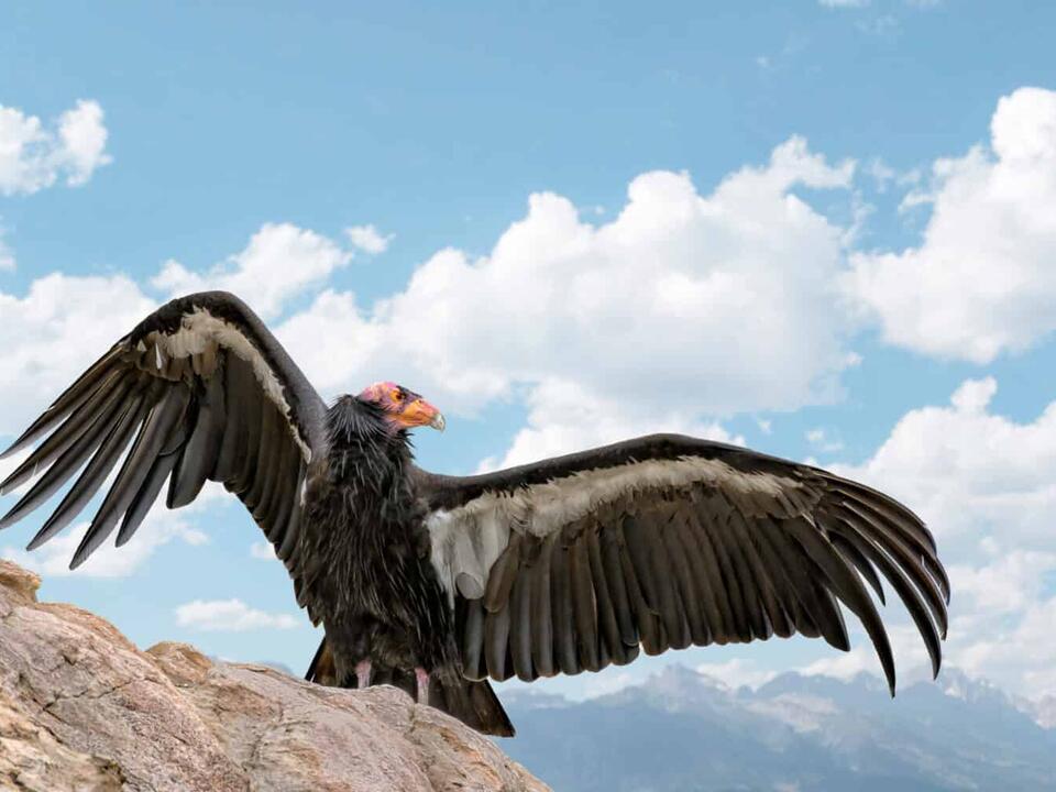 Discover the 15 Largest Flying Birds in Arizona