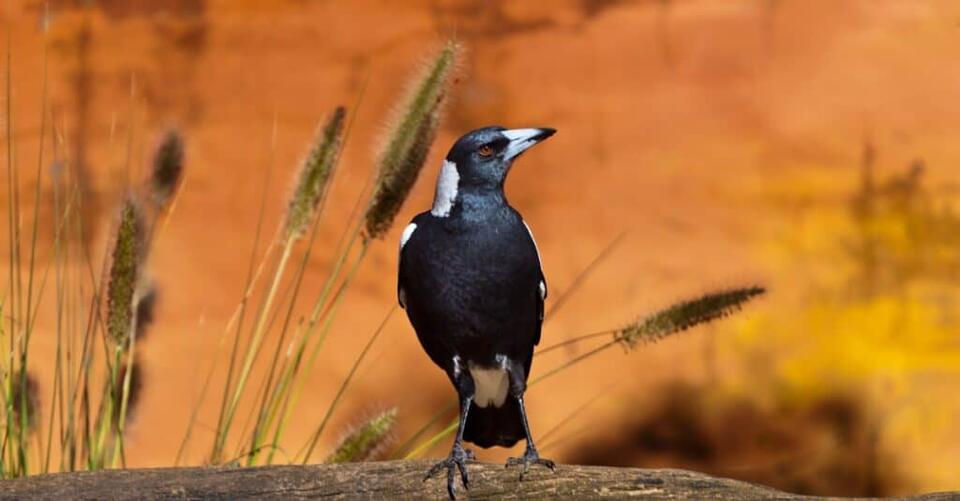 7 Deadliest Birds On Earth and What Makes Them So Dangerous - NewsBreak