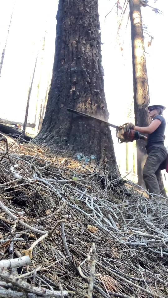 Second season cutting in the burn its good to be back treework logging timberfalling felling ...