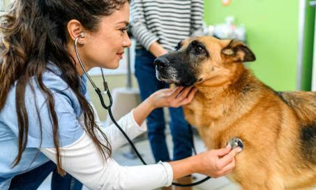 IBS in Dogs: What Causes It? - NewsBreak