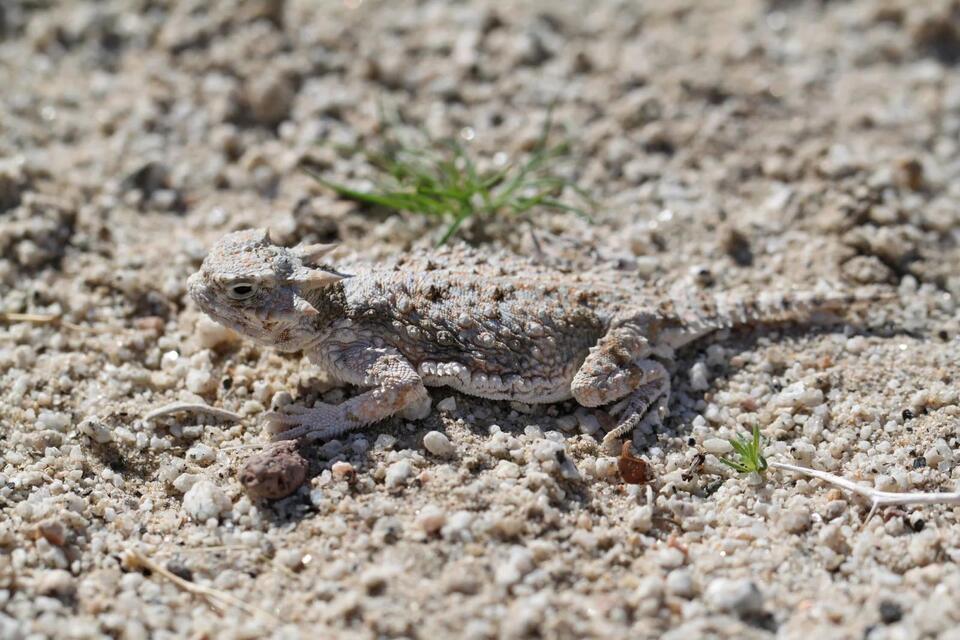 The Lizard That Shoots Blood From Its Eyes (Horned Lizard) - NewsBreak