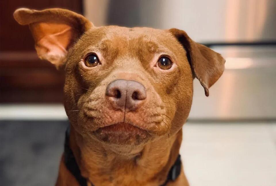 Hermon-based TikTok dog Tatum Talks wins Webby Award - NewsBreak