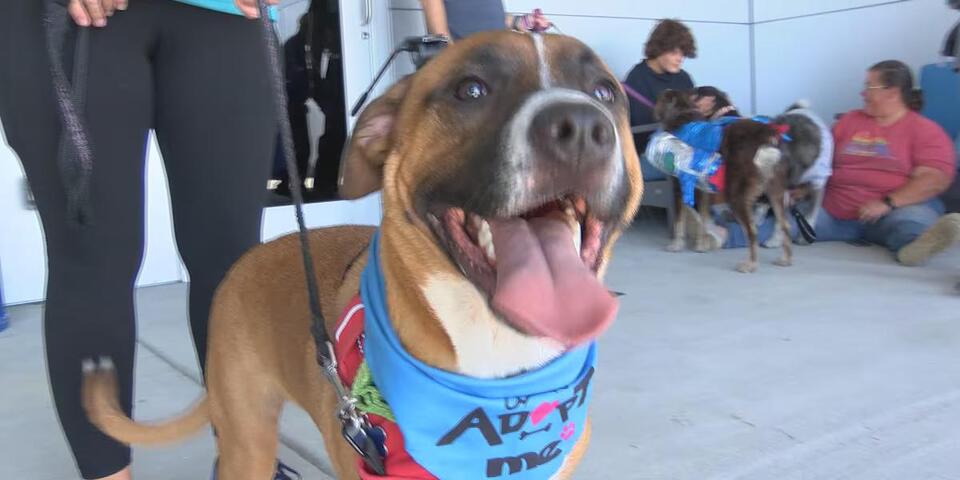 One Love Animal Rescue hosts adoption event for fosters and new pet ...