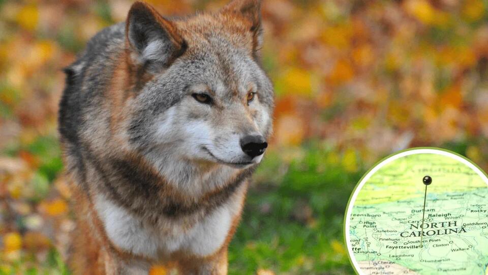The Red Wolf’s Return: Rewilding the Southeast’s Forgotten Predator ...