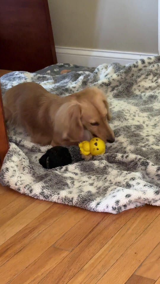 Rio Baby just chewing his toy. - NewsBreak