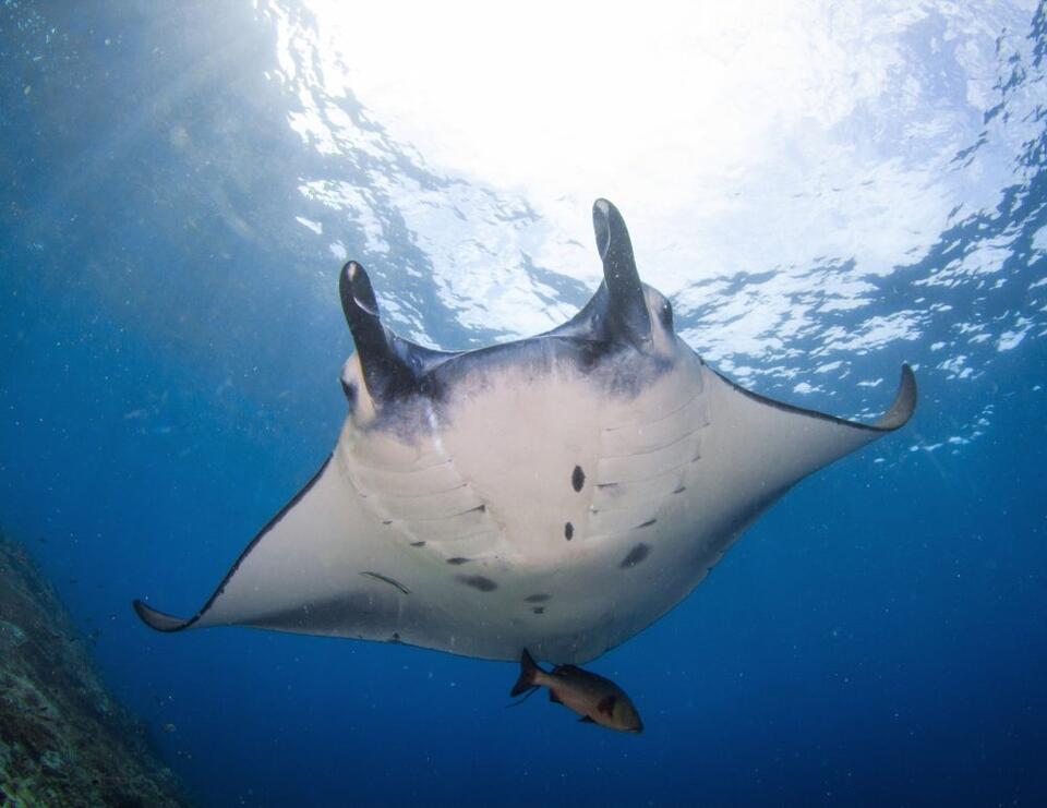 World Manta Ray Day 2025: The power of protection - NewsBreak