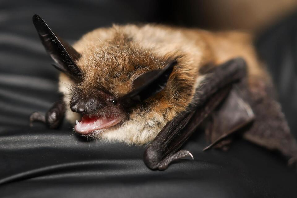 Stanly County reports first rabies case of 2025 - NewsBreak