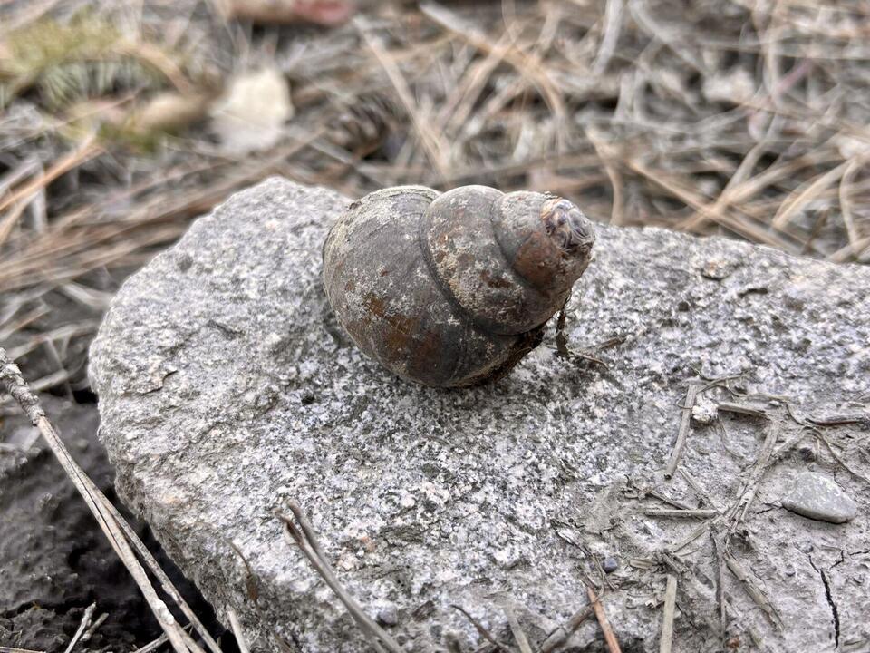 Post Falls Park Pond closed due to snail infestation - NewsBreak
