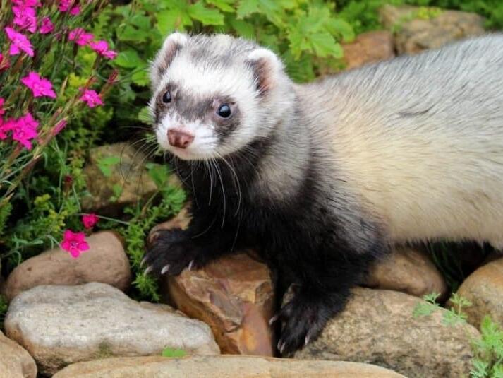 The World’s Top 10 Non-Traditional Pets