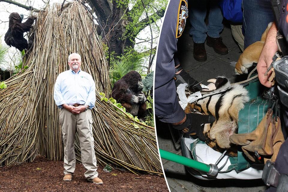I rescued a tiger from an NYC apartment — and other animal tales from ...