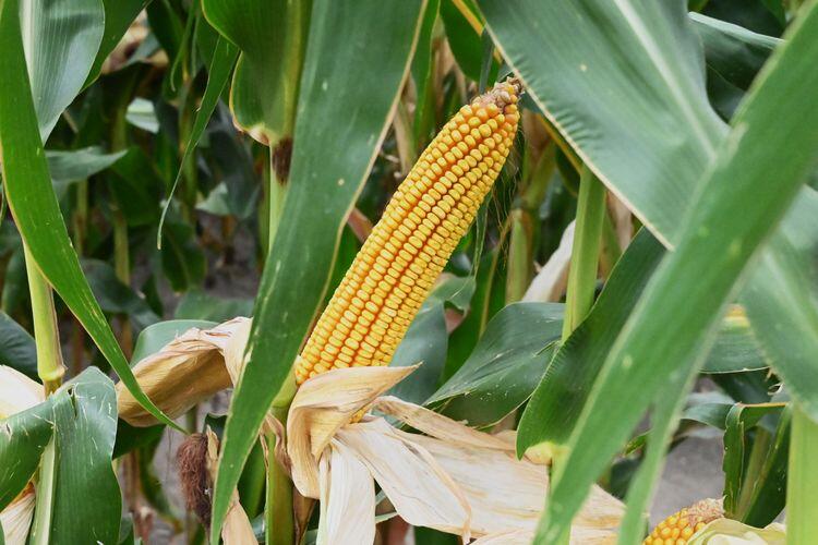 AgRural Raises Forecasts for Brazil’s 2025/26 Soy, Corn Crops - NewsBreak