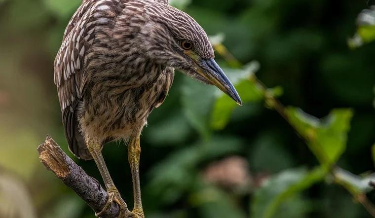 NYC’s Nightlife Bird On The Brink As Harbor Herons Vanish - NewsBreak