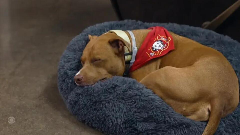 Firefighters Adopt a Dog Left at Their Station With a Letter From a ...