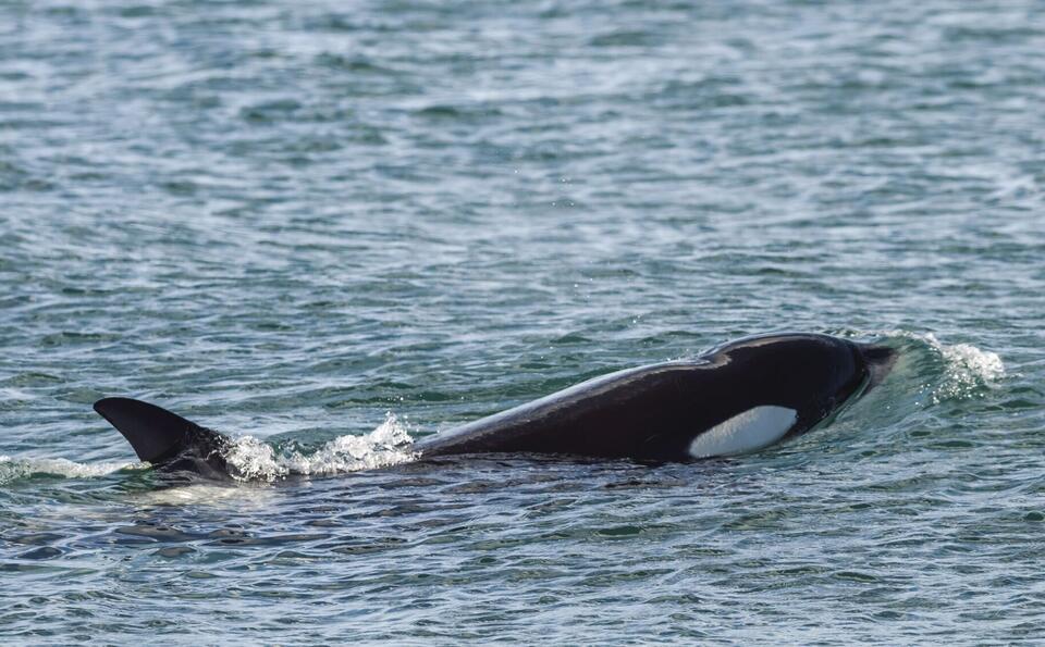Orca Action Day set for June 28 - NewsBreak