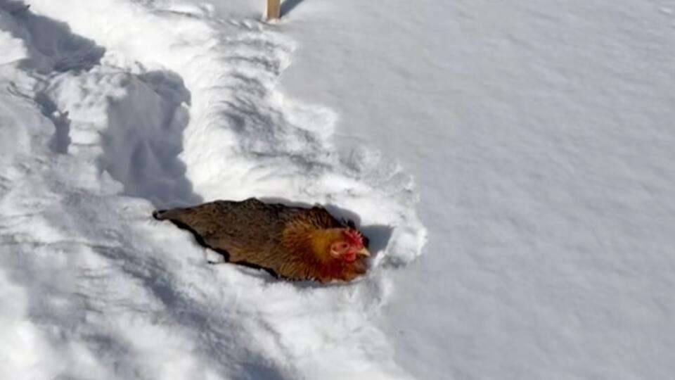 Brave Chicken Who Survived Snowstorm Rescued From Rotary - NewsBreak