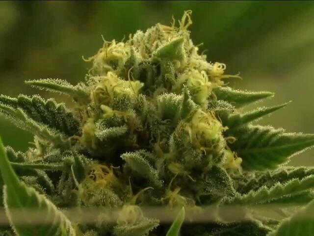 23 people in southern Colorado indicted on 100+ charges in illegal pot ...