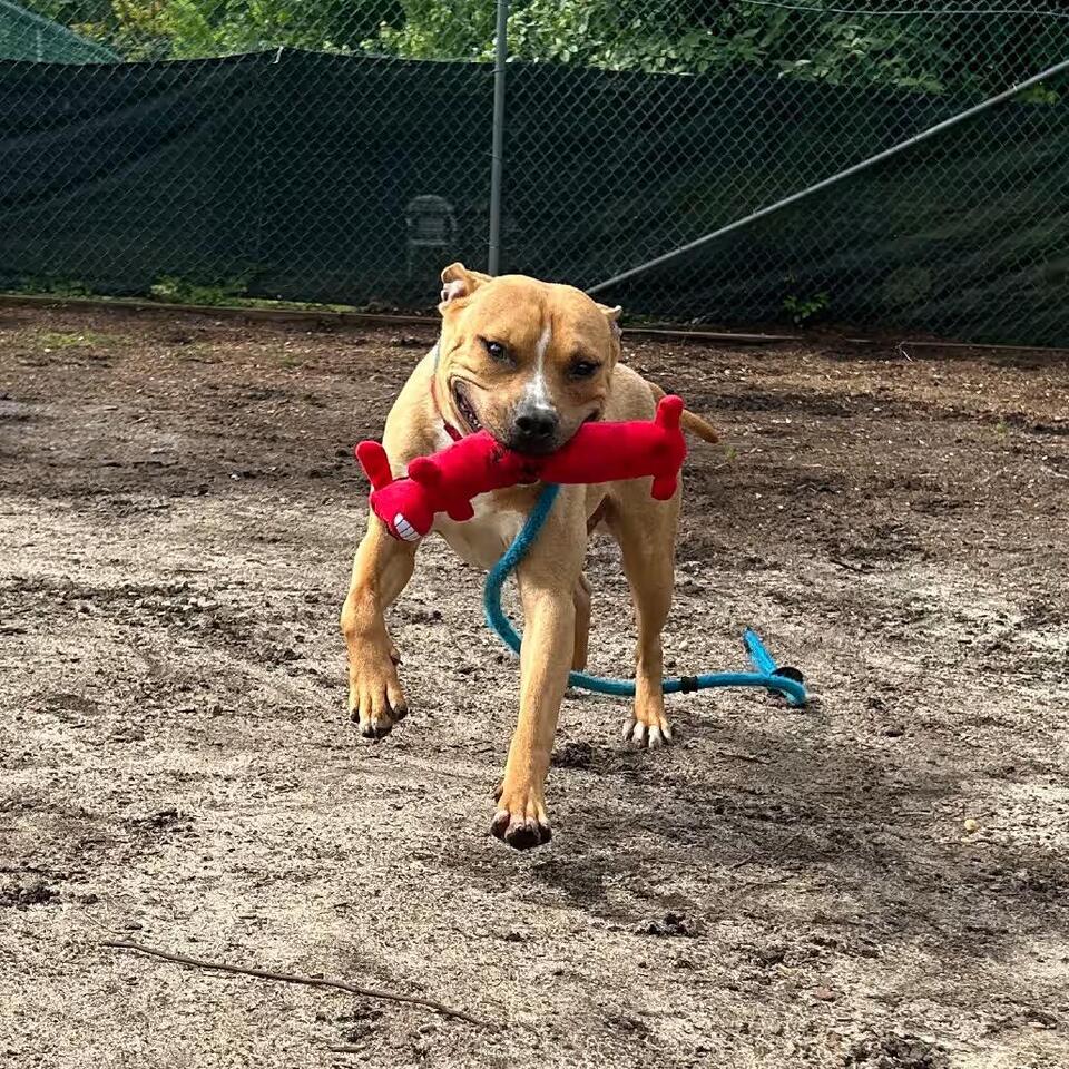 🐶 Playful & Loving Dogs Ready for Adoption in Vineland, NJ - NewsBreak